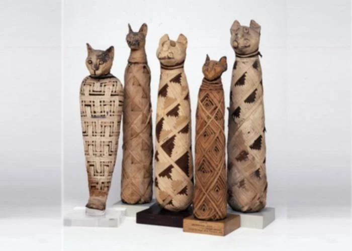 Top 10 des curiosités sur les chats dans l’Egypte ancienne | Voleni