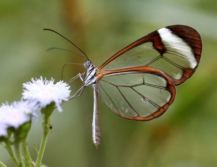 Les plus beaux papillons : Top 10 des papillons fascinants et insolites ...